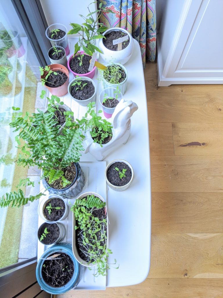 Modern Container Gardening with The Balcony Gardener | Charlotte Argyrou